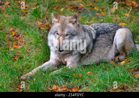 Wolf-Europaeischer Grauwolf in Deutschland in Aktion. Wolf-Grauwolf ...