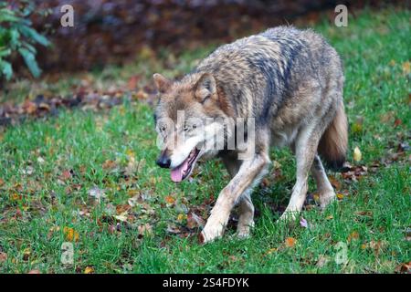 Wolf-Europaeischer Grauwolf in Deutschland in Aktion. Wolf-Grauwolf ...