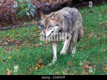 Wolf-Europaeischer Grauwolf in Deutschland in Aktion. Wolf-Grauwolf ...