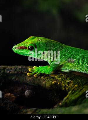 Close-up of a vibrant green gecko resting on a mossy branch in a dark ...
