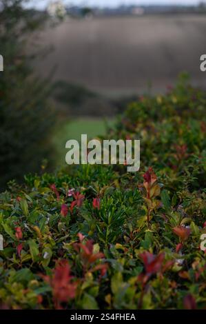 Evergreens hedges on a backyard design Stock Photo - Alamy