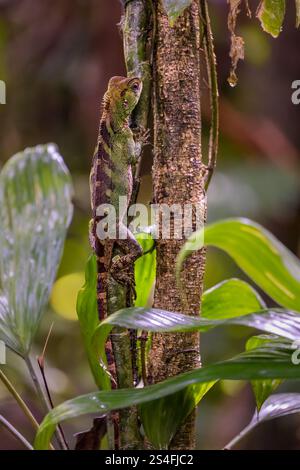 Enyalioides laticeps, the Amazon wood lizard sitting on a branch in ...