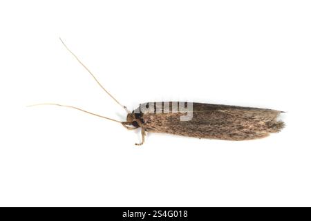 Banana moth also called Sugar-cane Moth, Opogona sacchari. A dangerous ...