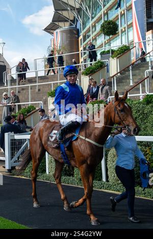Warning Sign ridden by Mr David Dunsdon on their way to winning the ...