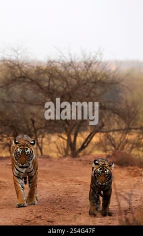 The magnificent Royal Bengal Tigers of India Stock Photo - Alamy