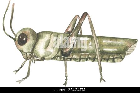 watercolor hand drawn grasshopper life cycle illustration poster ...