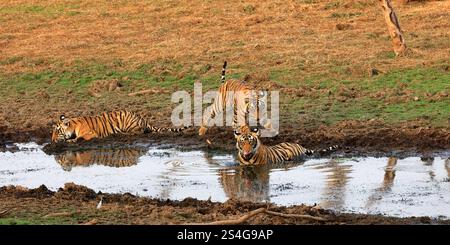 The magnificent Royal Bengal Tigers of India Stock Photo - Alamy