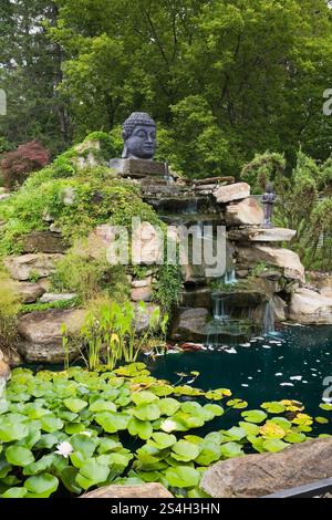 Sculptured buddha head on top of cascading waterfall with Carassius ...