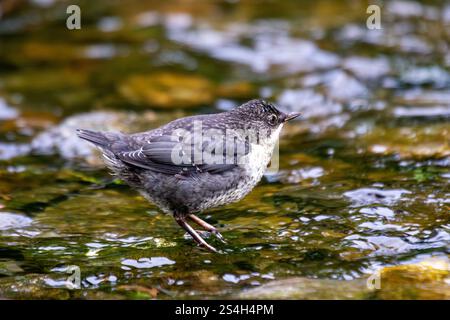 The Irish Dipper, a small aquatic songbird, feeds on insects and their ...