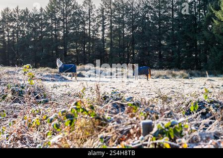 Horses in a frost covered field with steam coming off their bodies in ...