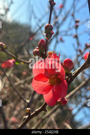 Chaenomeles japonica, called the Japanese quince or Maule's quince, is ...
