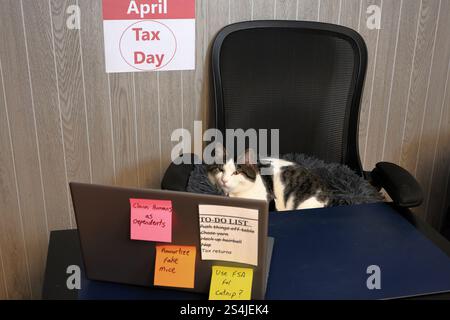 Tax Humor - Cat Works On Tax Returns At Laptop Stock Photo - Alamy