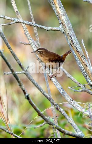The Eurasian Wren feeds on insects and spiders. Photo captured in Glen ...