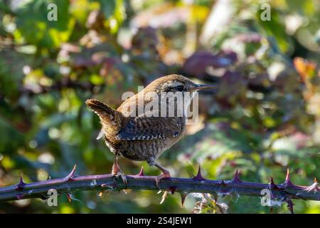 The Eurasian Wren feeds on insects and spiders. Photo captured in Glen ...