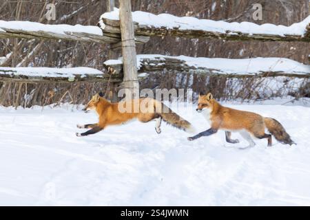 Red fox pair in harsh Canadian winter Stock Photo - Alamy