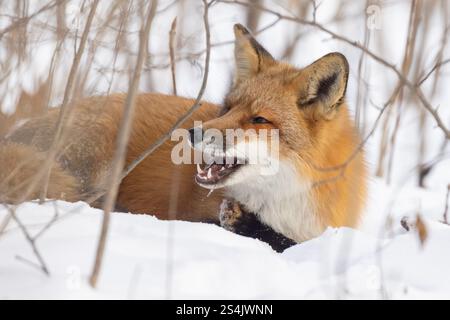 Red fox in harsh Canadian winter Stock Photo - Alamy