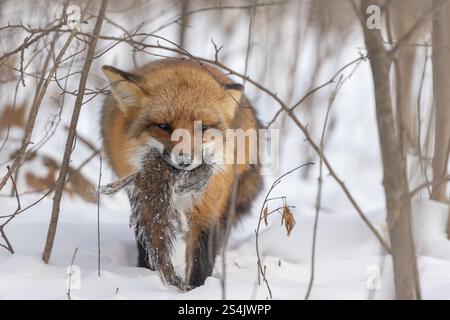 The hunter, red fox with prey, eastern gray squirrel Stock Photo - Alamy