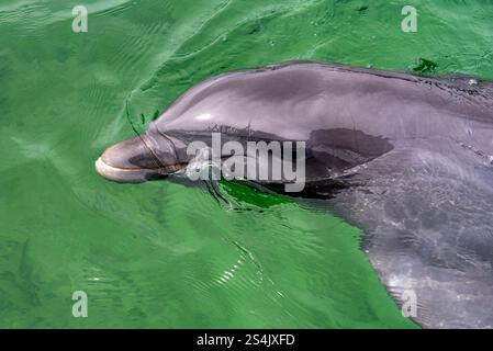 Dolphin Portrait. Oceanario, Rosario Islands. Cartagena de Indias ...
