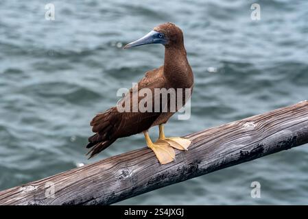 Gannets. Oceanario, Rosario Islands. Cartagena de Indias, Colombia ...