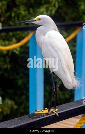 An Egret at Oceanario, Rosario Islands. Cartagena de Indias, Colombia ...