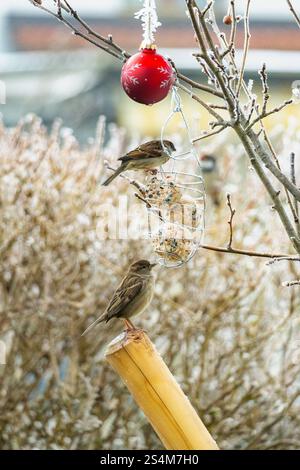 Sparrows eat grain sitting on ears of wheat on field with red poppies ...