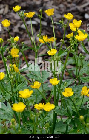 Buttercup flower (Ranunculus sp Stock Photo - Alamy