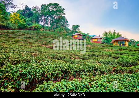 green tea garden in Mae Salong area in northern thailand Stock Photo ...