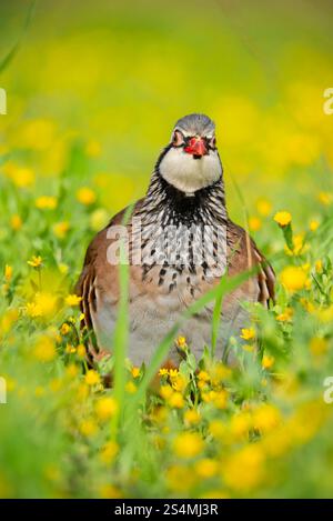A striking red-legged partridge stands amidst a lush field of vibrant ...