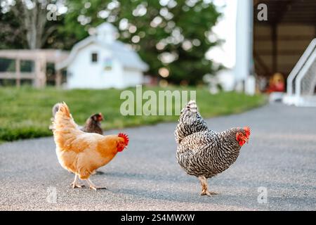 Three Chickens Pecking around in the Backyard Stock Photo - Alamy