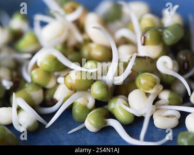Closeup of a pile of mung bean sprouts Stock Photo - Alamy
