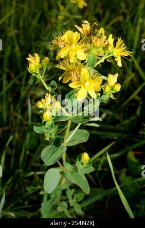 Hypericum sp Hypericum sp Stock Photo - Alamy