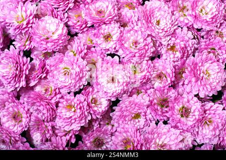 Purple chrysanthemum flowers. Flower bed of purple chrysanthemums ...