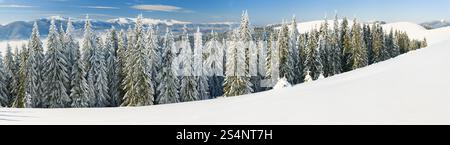 Big spruce trees in the winter forest covered with lots of snow. High ...