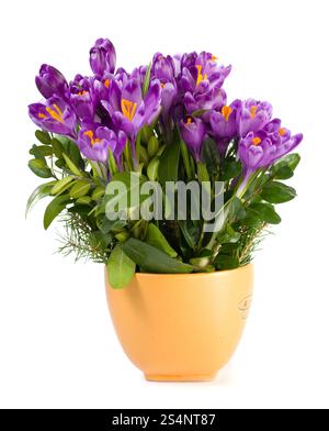 Crocus flower in the spring isolated on white Stock Photo - Alamy