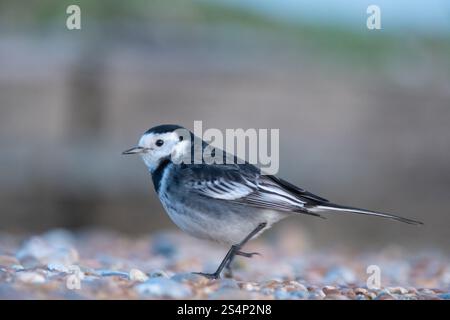 pied wagtail walking on gravel Stock Photo - Alamy