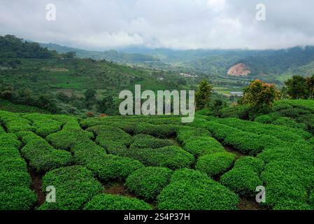 Beautiful Kayu Jao Tea Garden in Solok Regency, West Sumatera ...