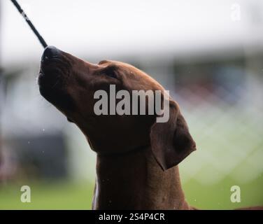portrait of a purebred Rhodesian Ridgeback in a blue sky Stock Photo ...