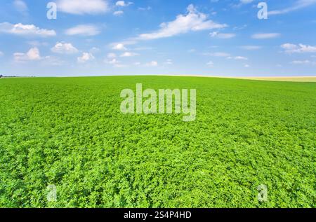 green lucerne field under blue sky in France Stock Photo - Alamy
