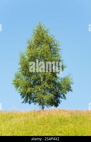 A lone tree on a glade on a hill around the village of Tresnjevica in ...