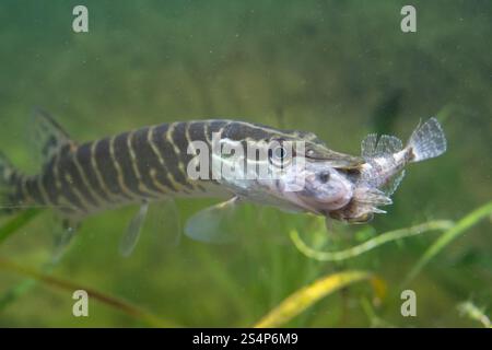 Pike eating a bullhead fish Stock Photo - Alamy