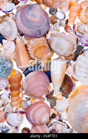 Empty Sea Shells, Seashells Or Shells From An Animal At The Beach Sea ...