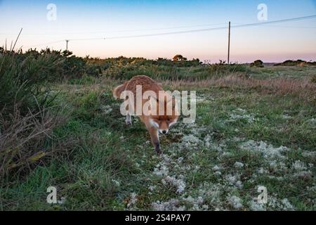 single red fox in farmland Stock Photo - Alamy