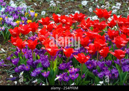 Beautiful red tulips and purple crocuses (closeup) in the spring time ...