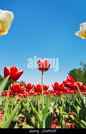 View on red and white tulips in a flowerpot Stock Photo - Alamy