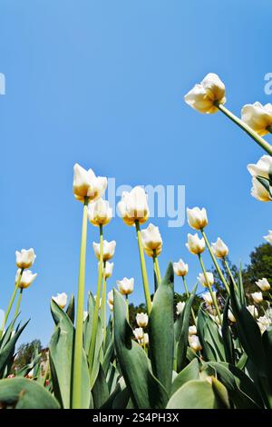 on a green meadow there are many white magerts Stock Photo - Alamy