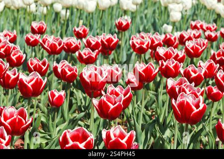 Red tulips on meadow, close up view, focus on flower in front Stock ...