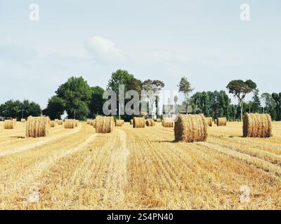 landscape with haystack rolls on harvested field in Normandy, France ...
