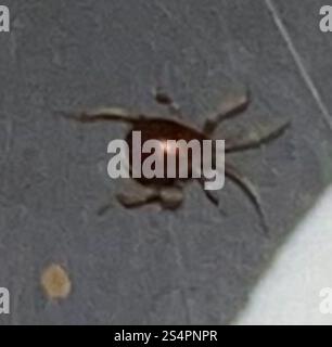 Smooth Spider Beetle (Gibbium aequinoctiale Stock Photo - Alamy