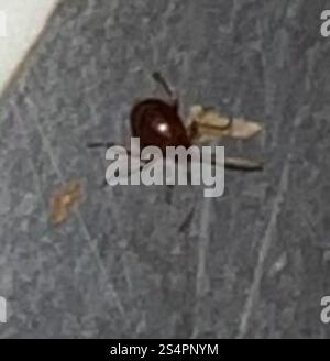 Smooth Spider Beetle (Gibbium aequinoctiale Stock Photo - Alamy