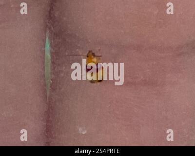 Red-shouldered Leaf Beetle (Monolepta australis) Insecta Stock Photo ...